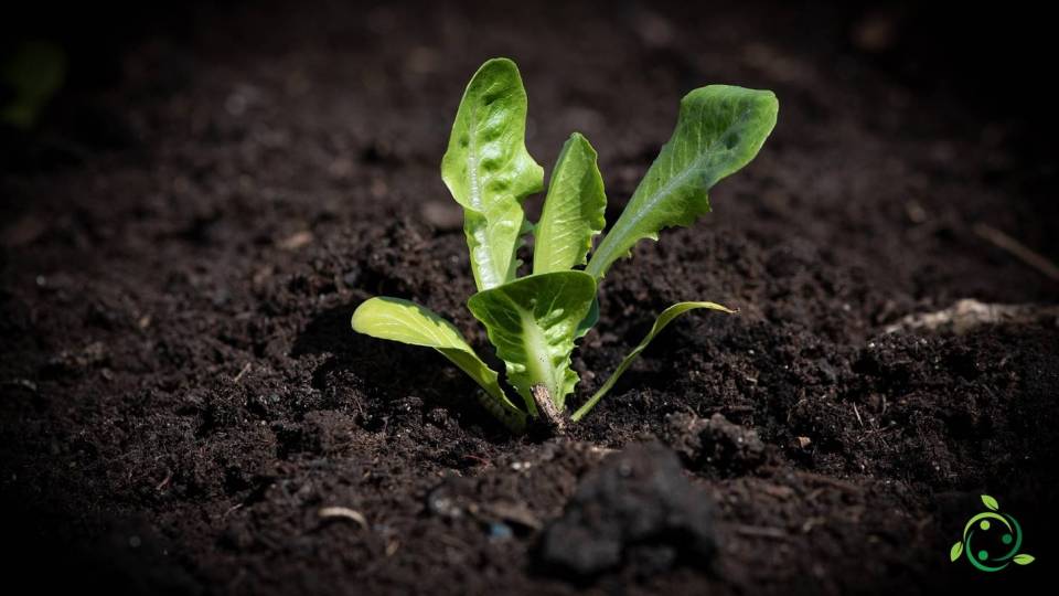 Humus: definition, meaning, composition, function, role ...