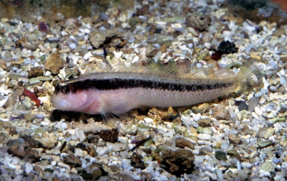 Parablennius rouxi: Systematics, Habitat, Biology, Ecological Role