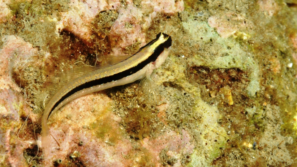 Parablennius rouxi: Systematics, Habitat, Biology, Ecological Role