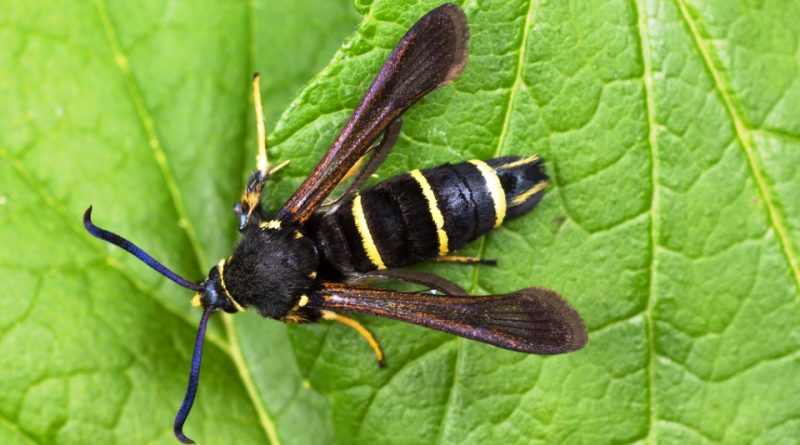 [:it]Paranthrene tabaniformis: Sistematica, Habitat, Ciclo biologico ...