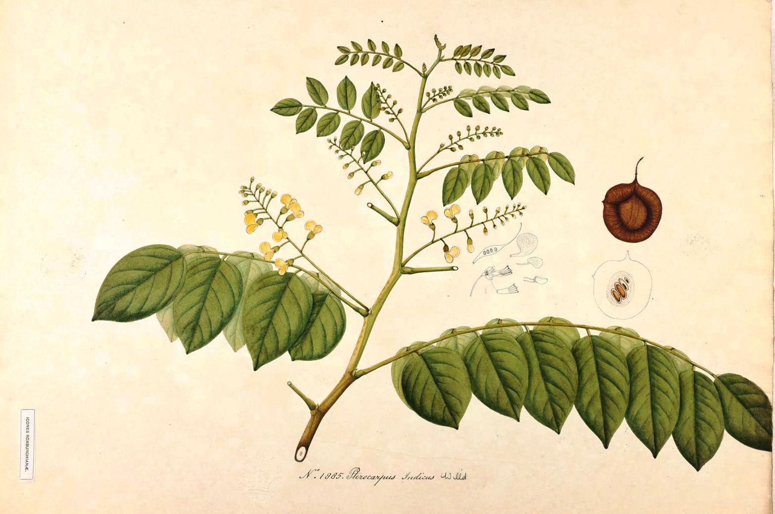Pterocarpus indicus: Systematics, Etymology, Habitat, Cultivation