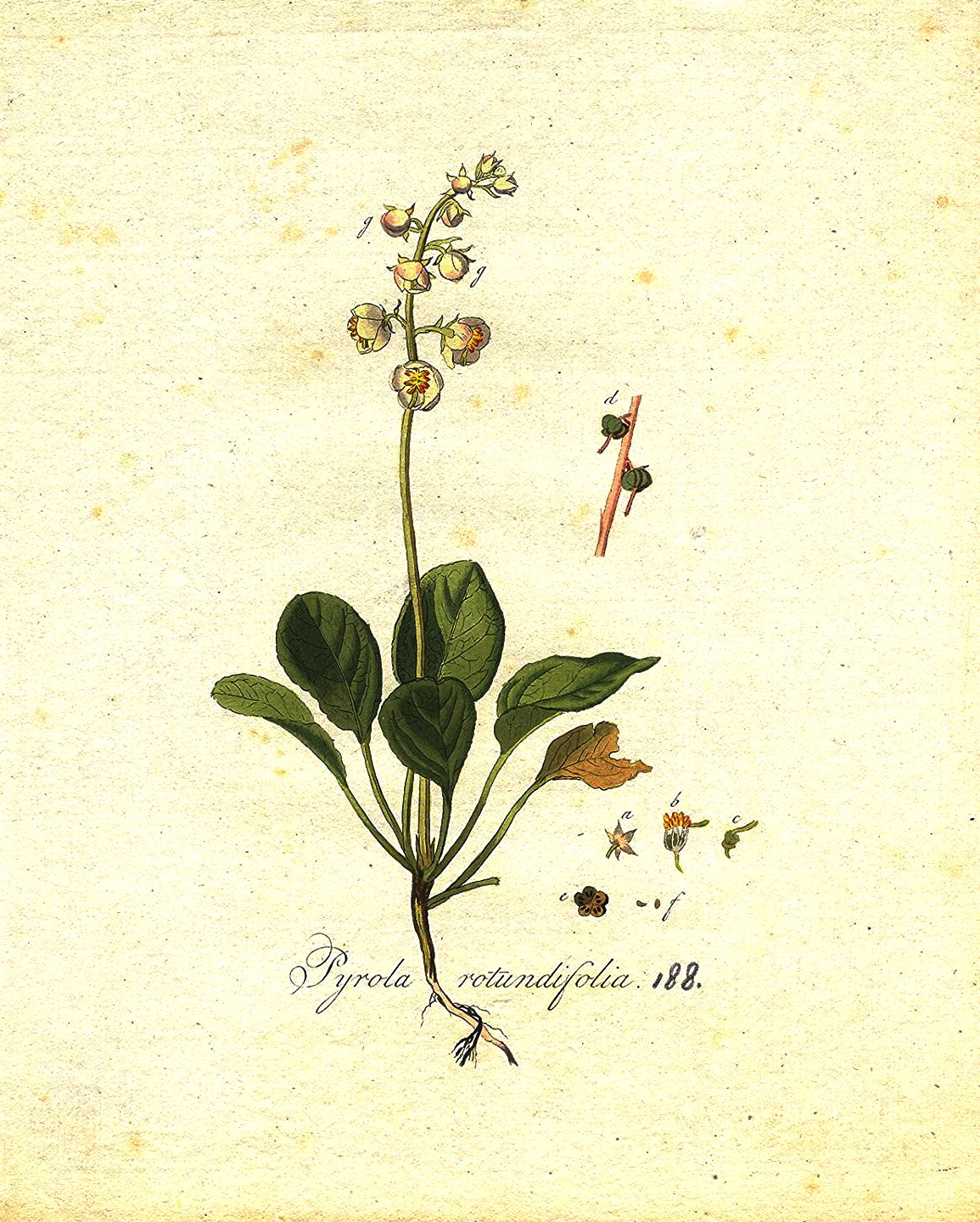 Pyrola rotundifolia: Systematics, Etymology, Habitat, Cultivation