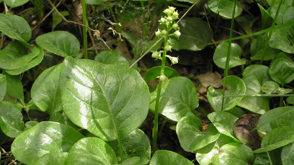 Pyrola rotundifolia: Systematics, Etymology, Habitat, Cultivation