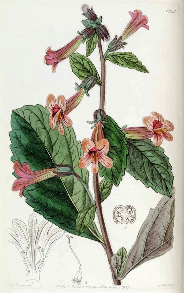 Rehmannia glutinosa: Systematics, Habitat, Cultivation