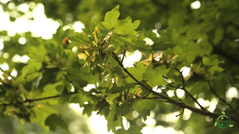 Reproduction of Field Maple: Habitat, Propagation ...