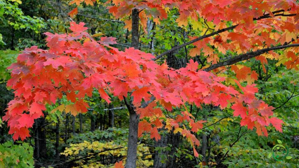 Reproduction of Silver Maple: Habitat, Propagation ...