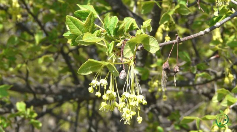 Reproduction of the Montpellier Maple: Habitat, Propagation ...