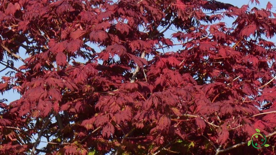 Reproduction of the Japanese maple: Habitat, Propagation ...