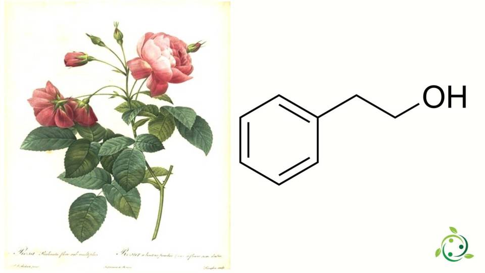 2-Phenylethyl alcohol: chemical formula, occurrence in nature ...