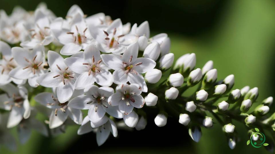 Inflorescencia: significado, definición, morfología, función...