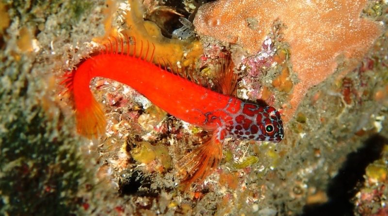 Lipophrys nigriceps: systematics, habitat, biology, function...