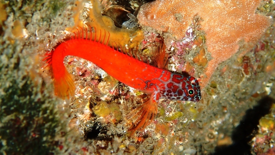 Lipophrys nigriceps: systematics, habitat, biology, function...