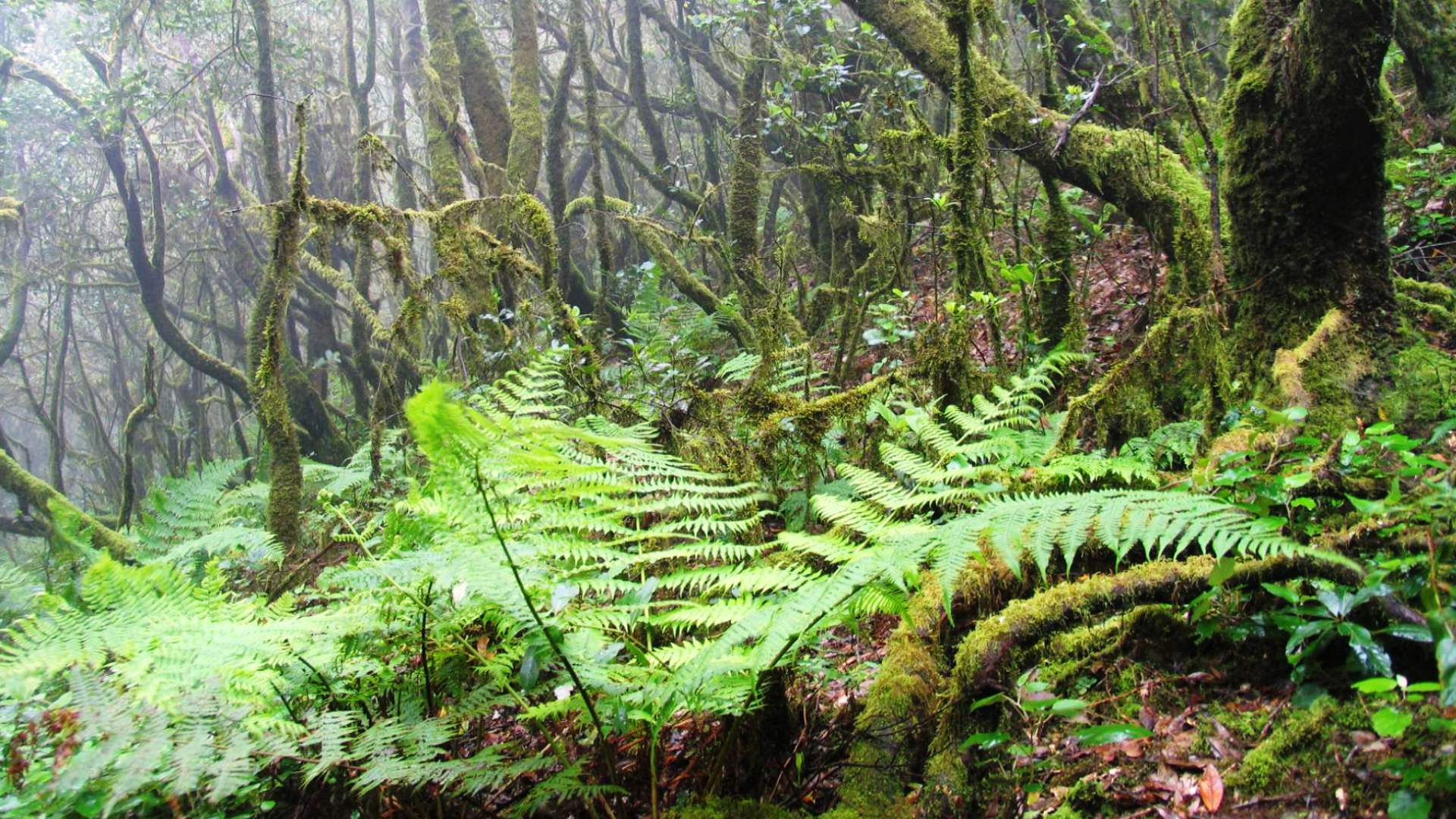 Parque Nacional de Garajonay: geografía, clima, flora, fauna...