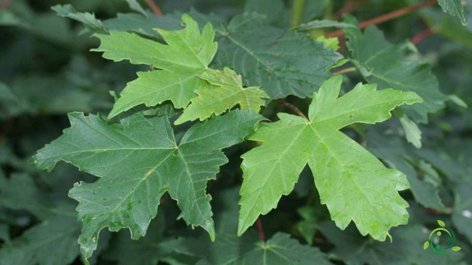 Reproduction of the Silver Maple: Habitat, Propagation, Ecology