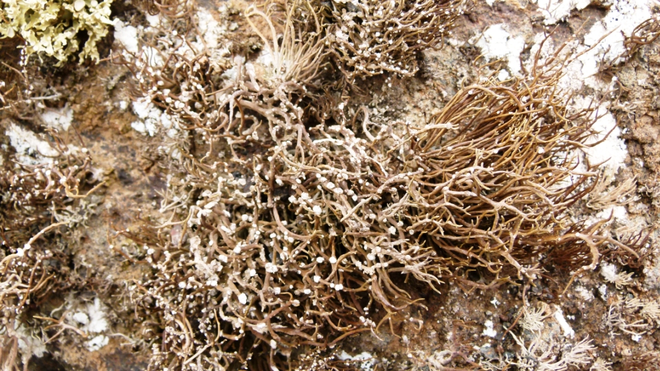 Roccella tinctoria: Sistematica, Etimologia, Habitat, Riconoscimento