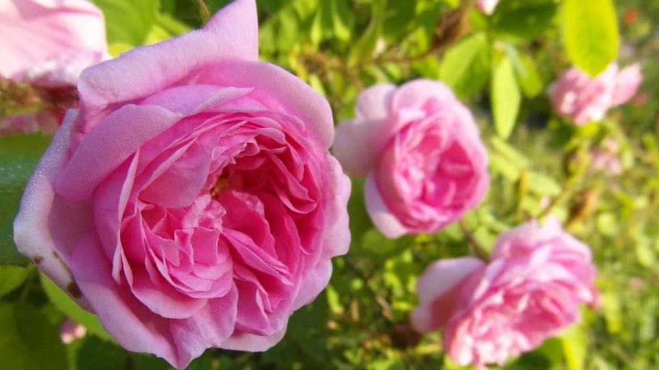 Rosa centifolia: Sistemática, Etimología, Hábitat, Cultivo...