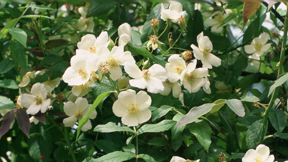 Rosa moschata: Systematics, Etymology, Habitat, Cultivation ...