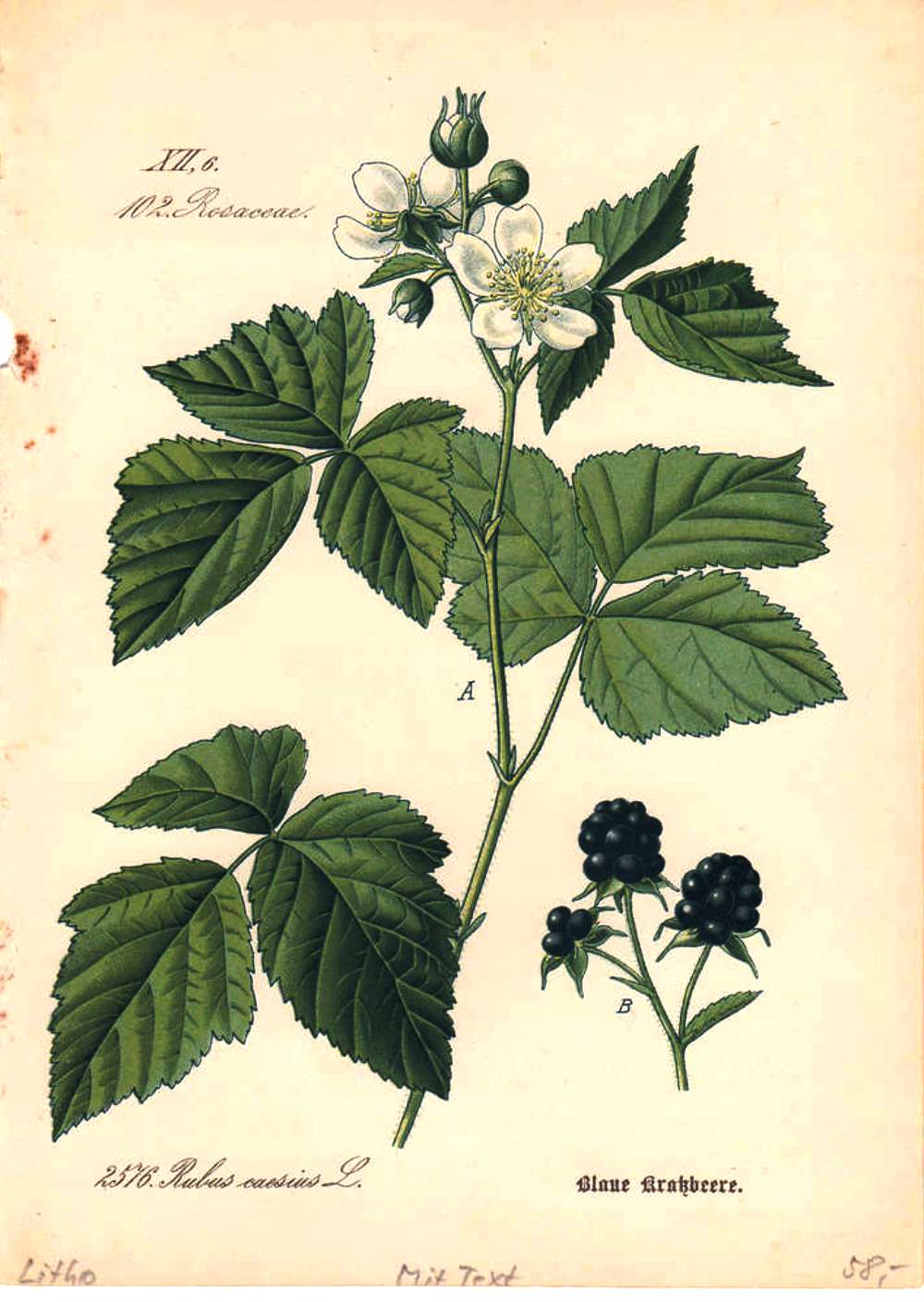 Rubus caesius: Systematics, Etymology, Habitat, Cultivation ...