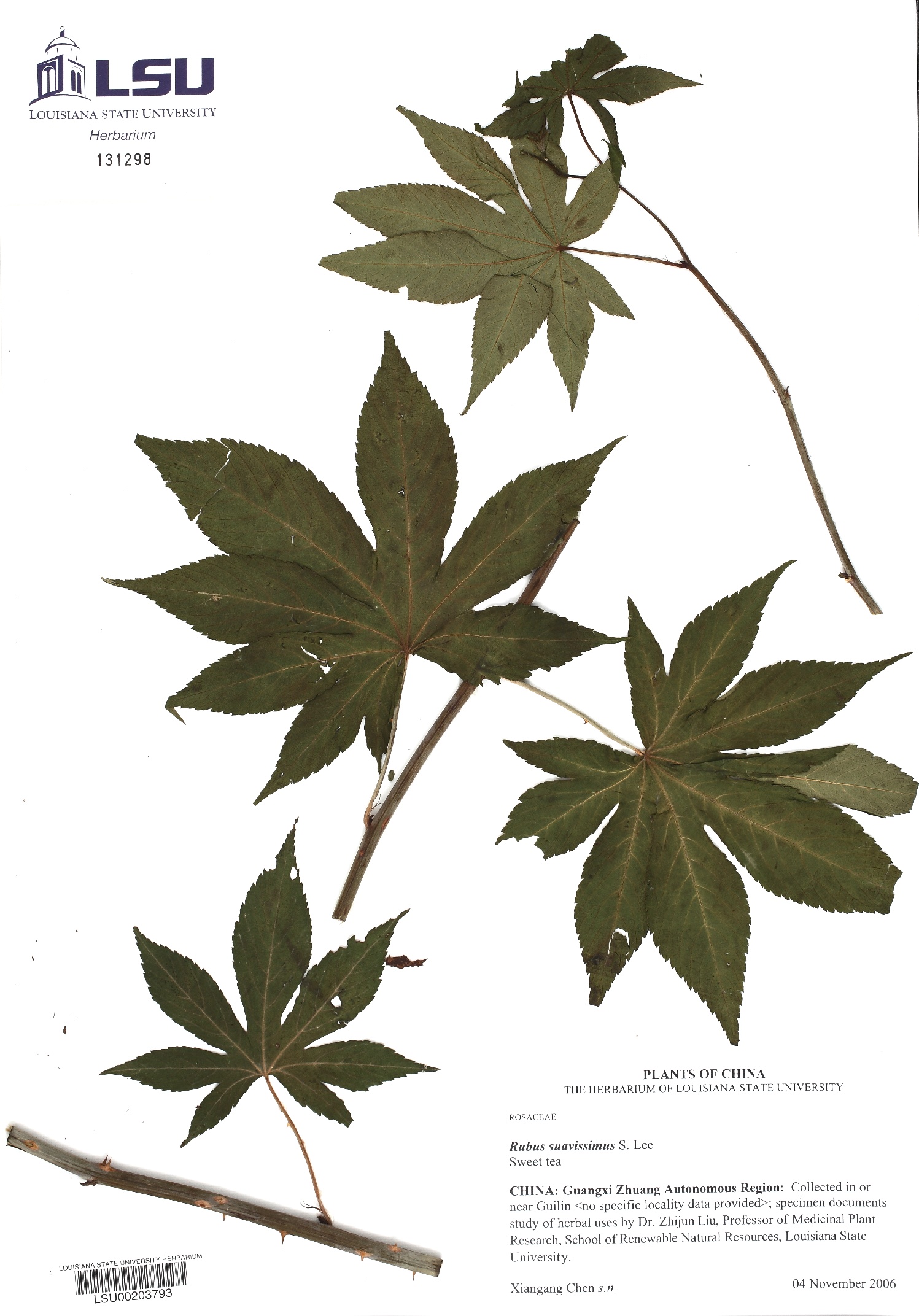 Rubus chingii: Systematics, Etymology, Habitat, Cultivation ...