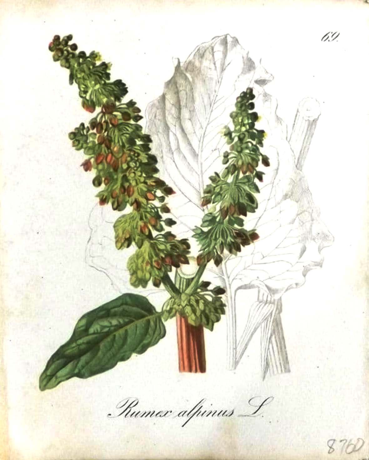 Rumex alpinus: Systematics, Etymology, Habitat, Cultivation ...
