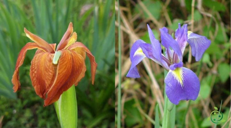 Introgression: mechanism, phenomenon, consequences, examples