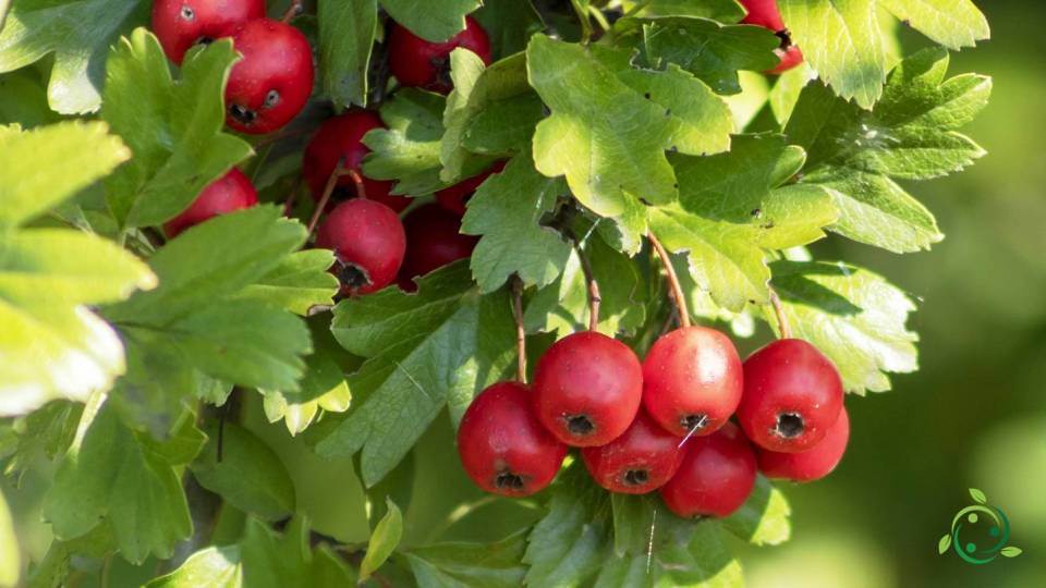 Reproduction of the Hawthorn: habitat, propagation, ecology ...