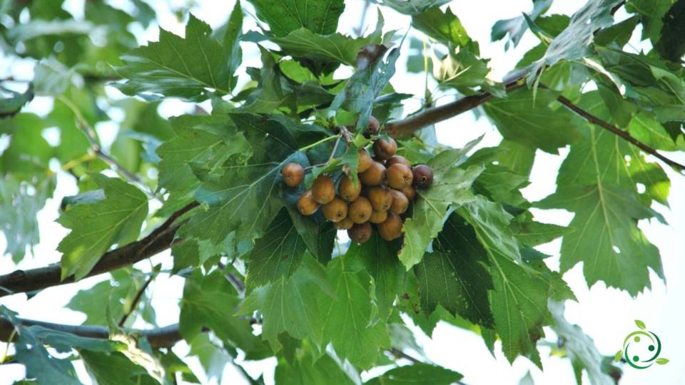 Reproduction of the Wild service tree: Habitat, Propagation ...