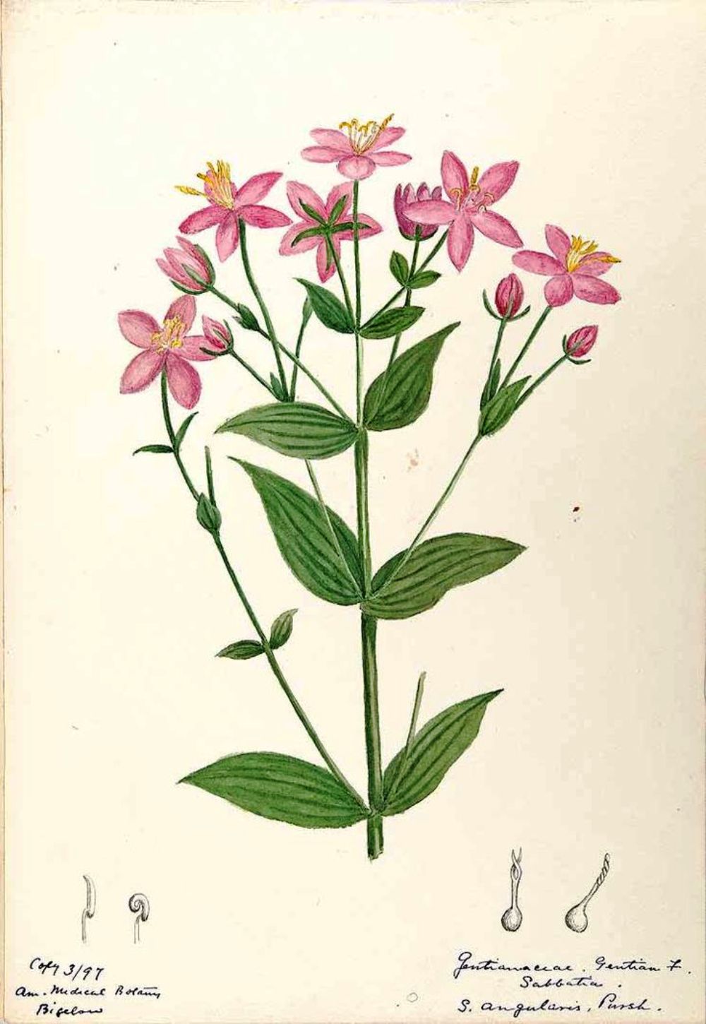 Sabatia angularis: Systematics, Etymology, Habitat, Cultivation