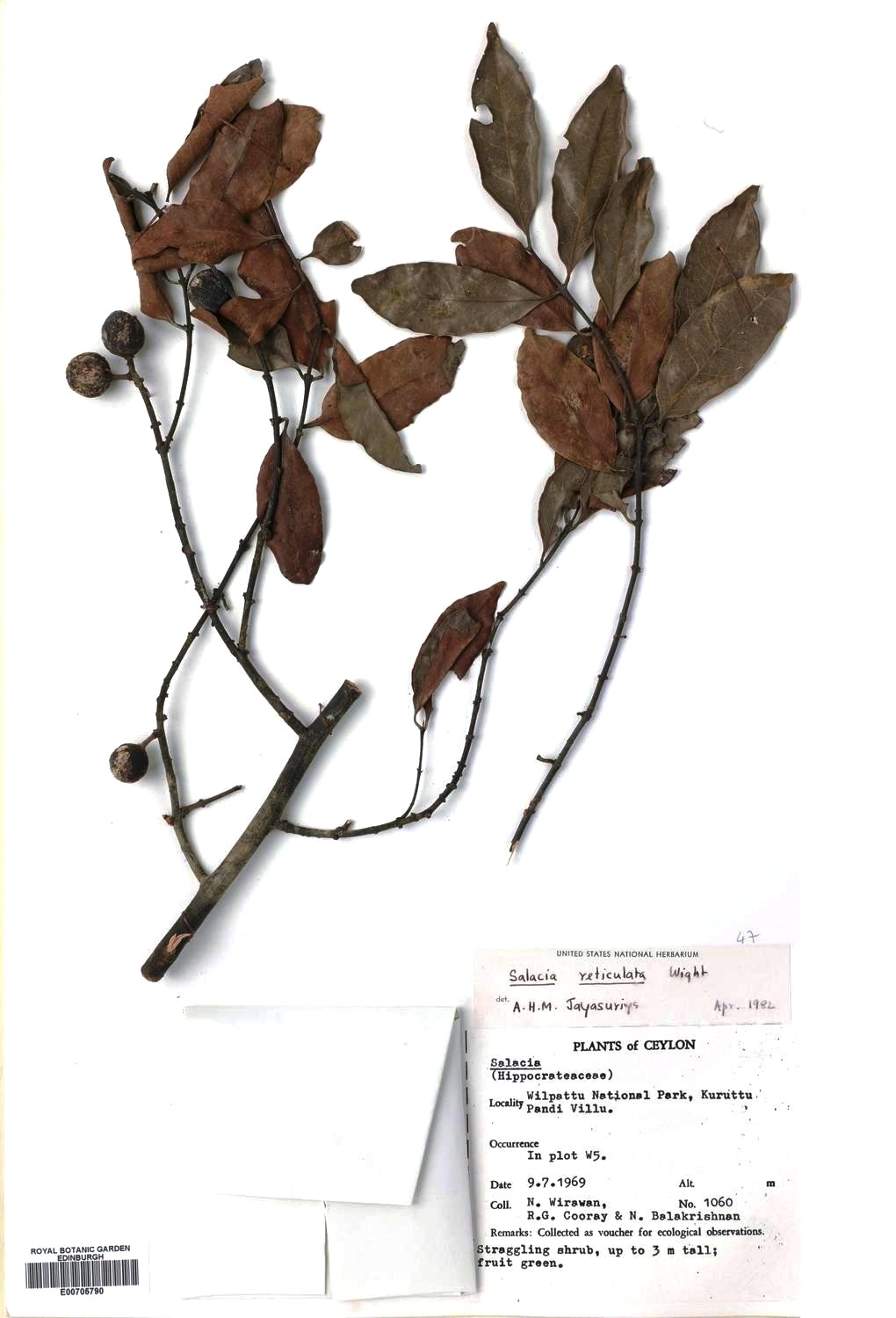 Salacia reticulata: Systematics, Etymology, Habitat, Cultivation ...