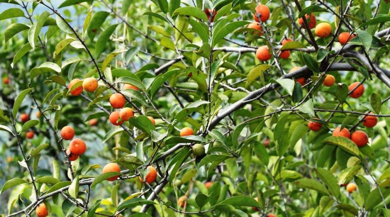 Salacia reticulata: Sistemática, Etimología, Hábitat, Cultivo...
