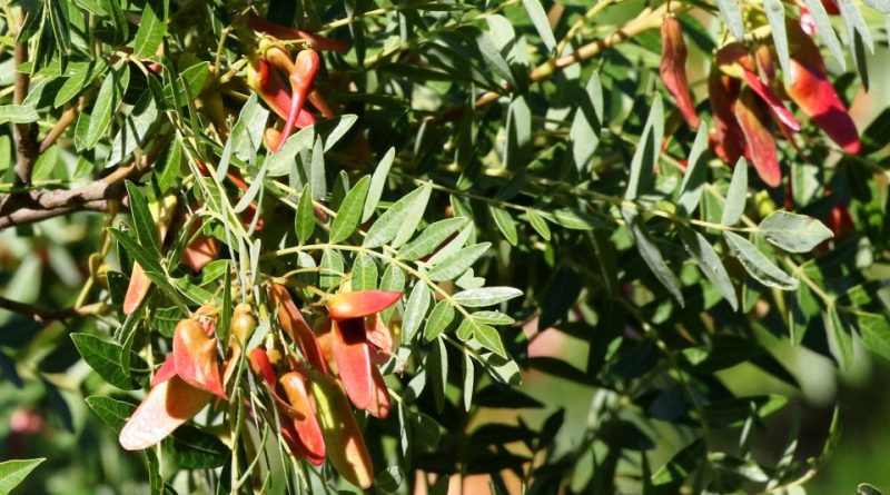 Propiedades y usos del Quebracho colorado Archivi - Un Mondo Ecosostenibile