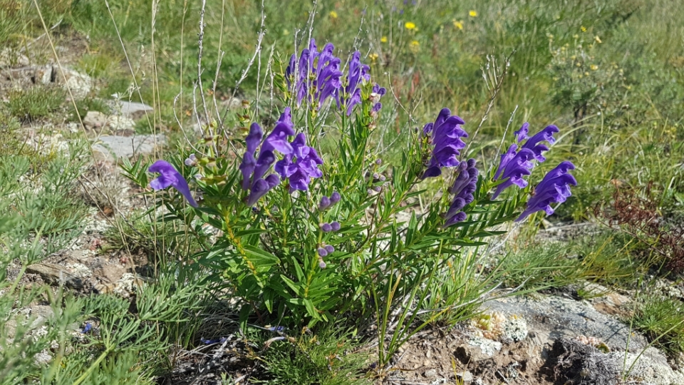 Scutellaria baicalensis: Systematics, Habitat, Cultivation