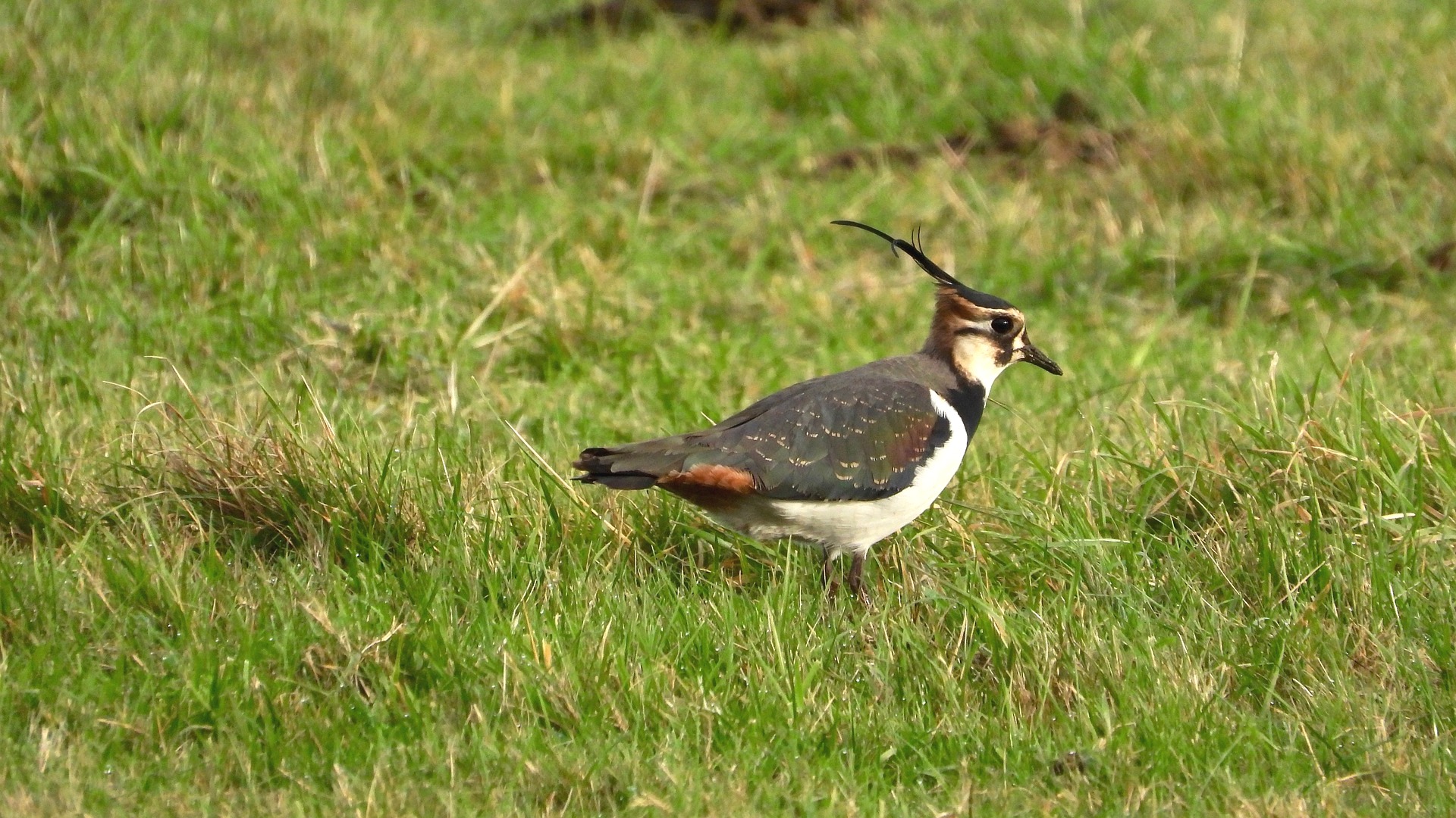 Vanellus vanellus: systematics, habitat, biology, ecological role