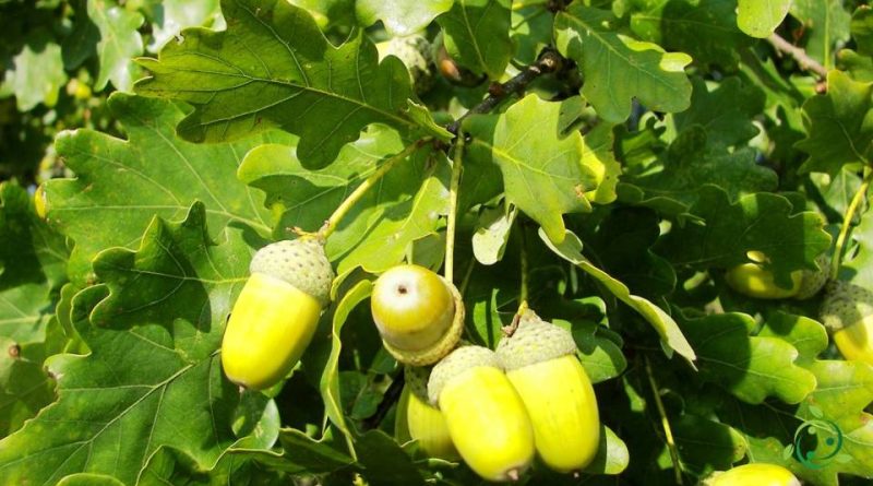 Reproducción del roble común: Hábitat, Propagación, Ecología...