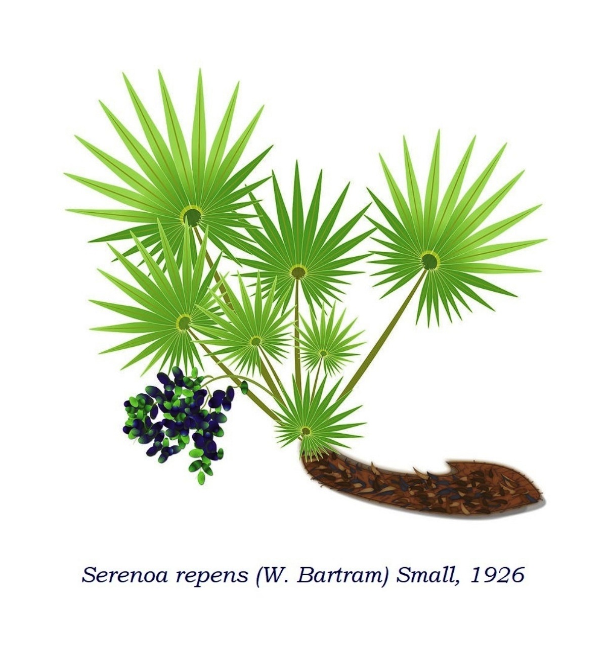 Serenoa repens: Sistemática, Etimología, Hábitat, Cultivo...