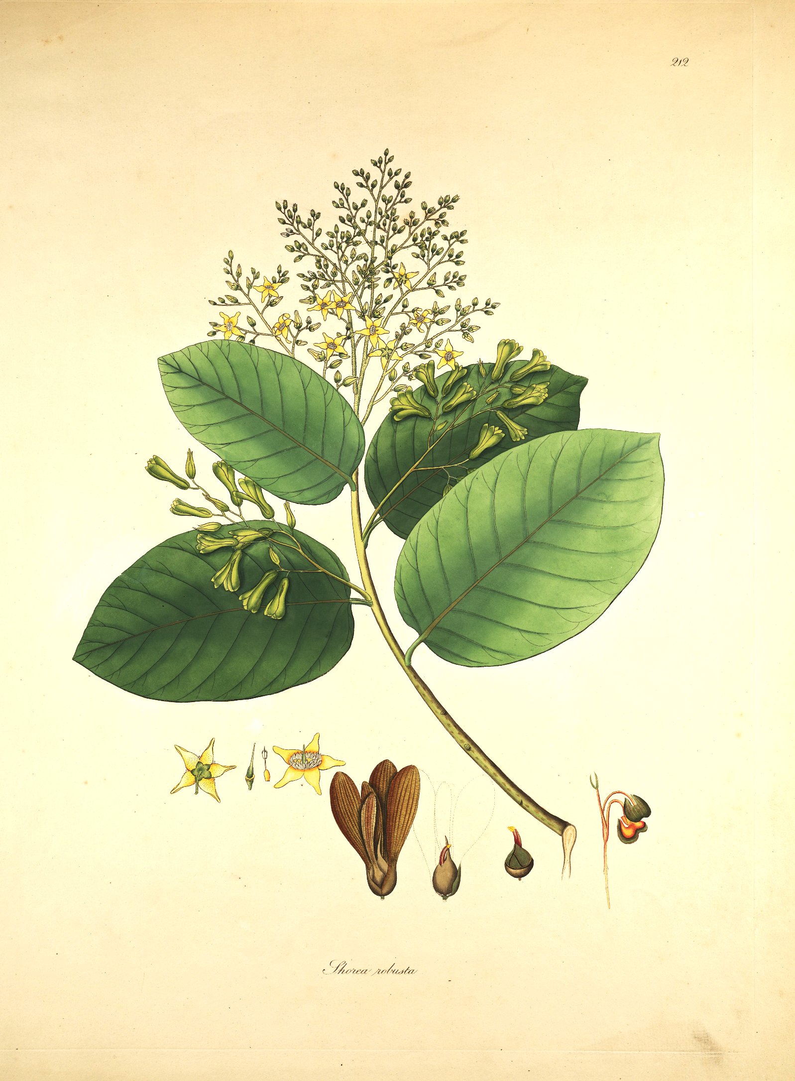 Shorea Robusta: Sistemática, Etimología, Hábitat, Cultivo...