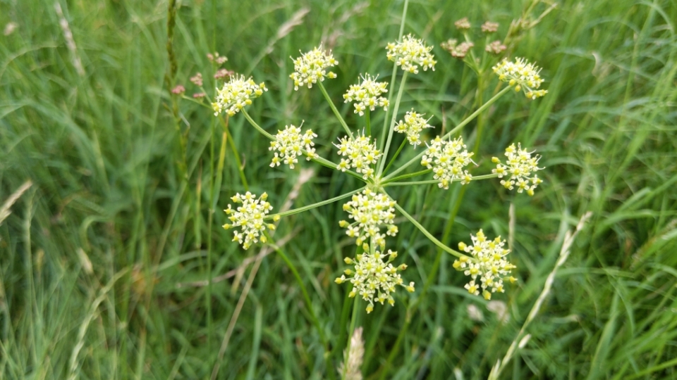 Silaum silaus: Systematics, Etymology, Habitat, Cultivation ...