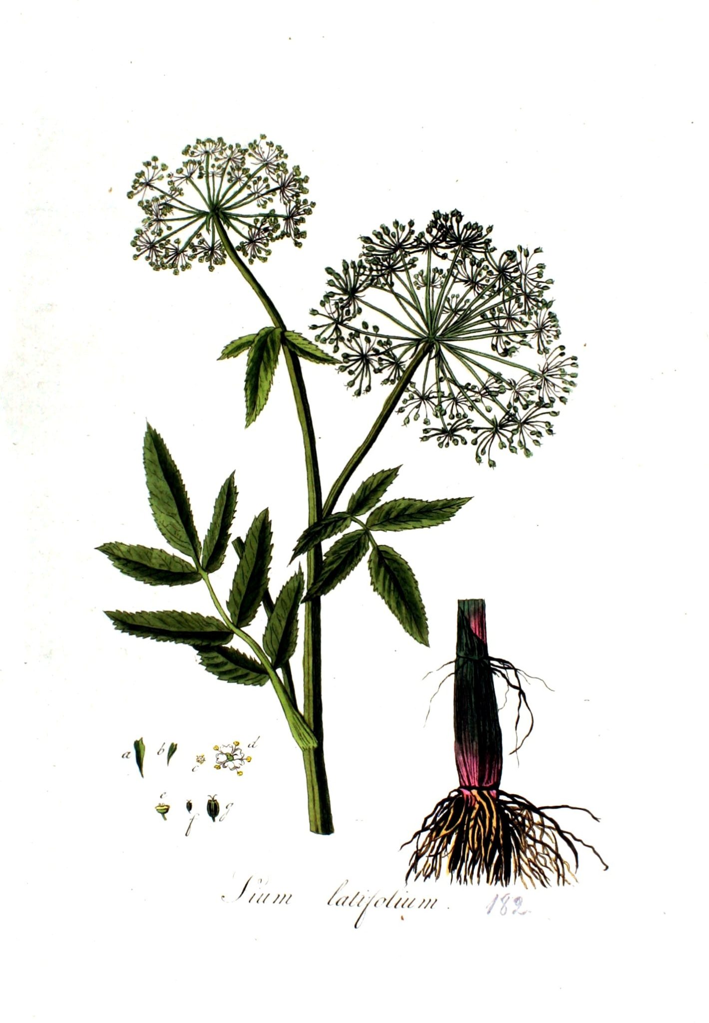 [:it]Sium latifolium: Sistematica, Etimologia, Habitat, Coltivazione ...[:]