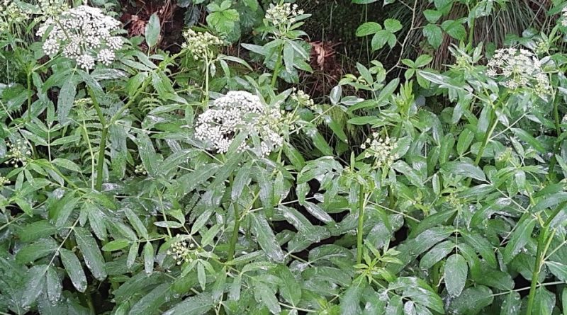 Sium latifolium: Systematics, Etymology, Habitat, Cultivation ...