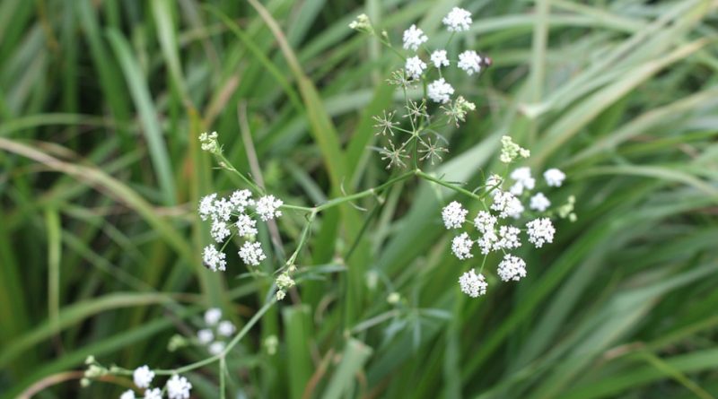 Sium ninsi: Sistemática, Etimología, Hábitat, Cultivo...