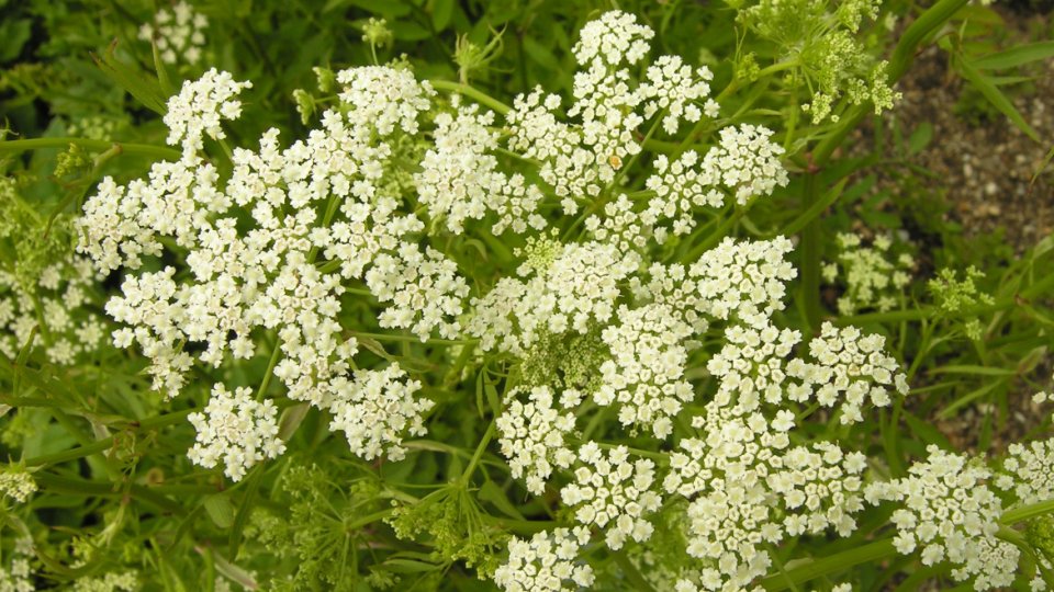 Sium sisarum: Systematics, Etymology, Habitat, Cultivation ...