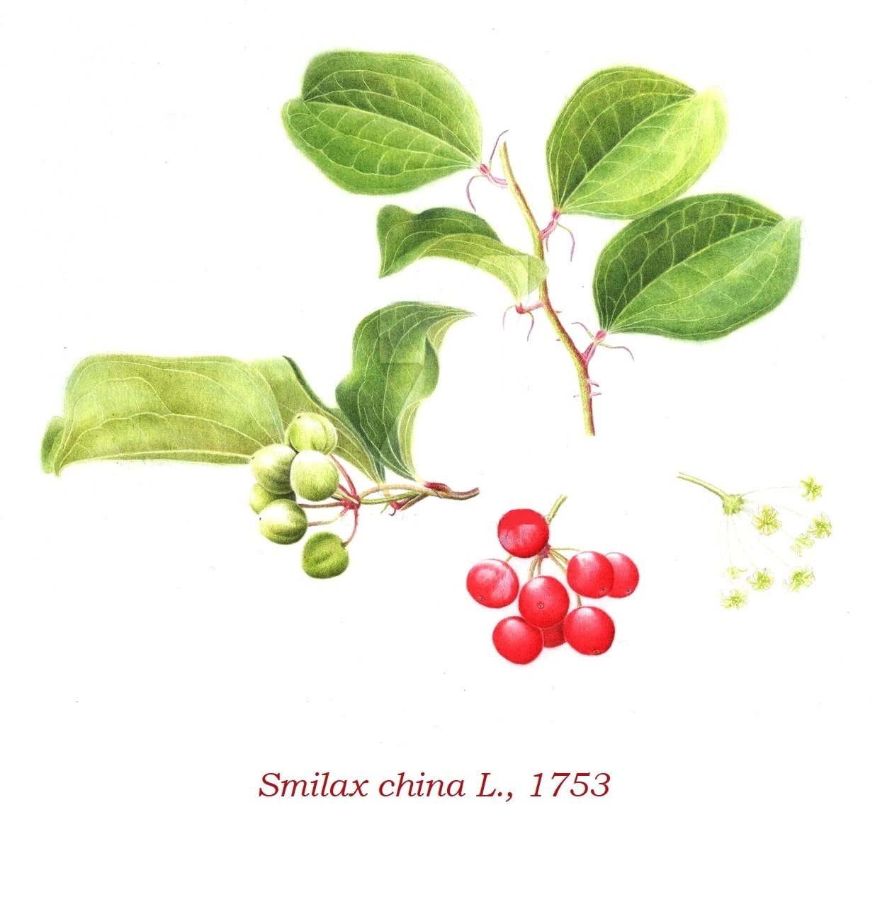 Smilax china: Systematics, Etymology, Habitat, Cultivation ...