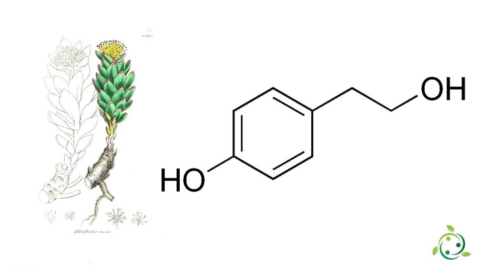 Tyrosol: chemical formula, occurrence in nature, properties, effects