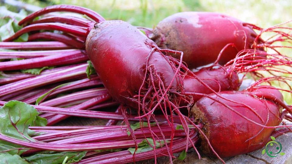 Valor nutricional de la Remolacha: Características, Propiedades...