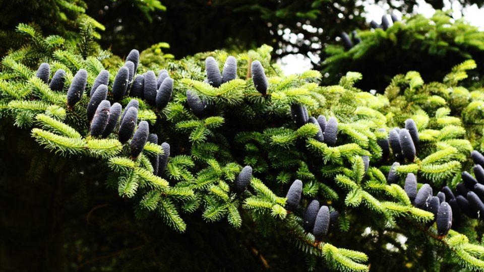 Abies forrestii: Systematics, Etymology, Habitat, Cultivation ...
