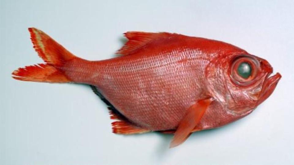 Beryx decadactylus: systematics, habitat, biology, ecological role