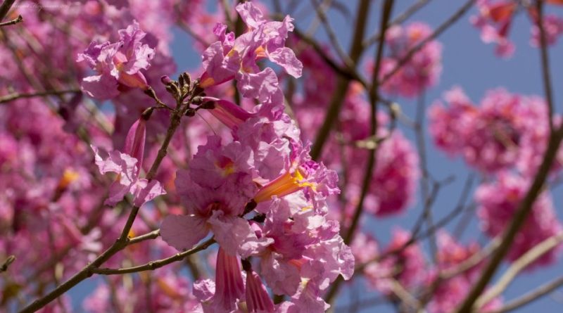 Propiedades y usos del lapacho rosado Archivi - Un mundo ecosostenible