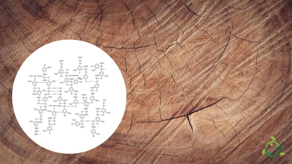 Lignin: etymology, molecular structure, biosynthesis, role, functions