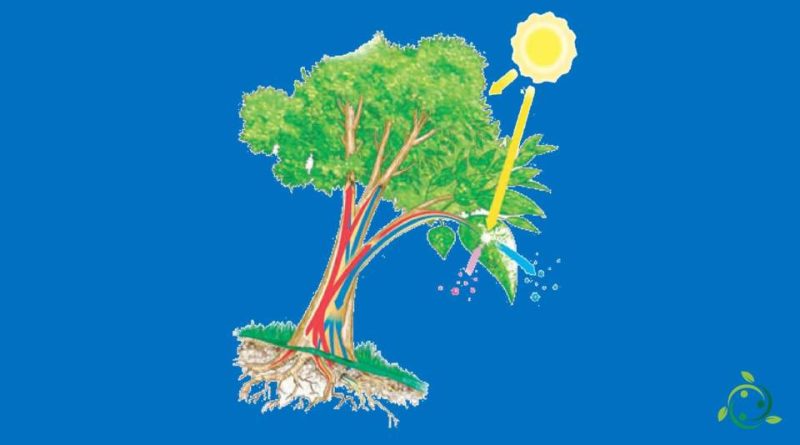 Función y composición de la linfa Archivi - Un Mondo Ecosostenibile