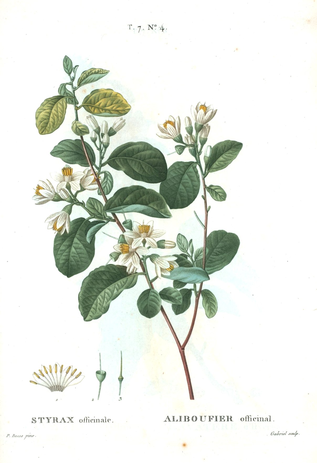 Styrax officinalis: Systematics, Etymology, Habitat, Cultivation ...